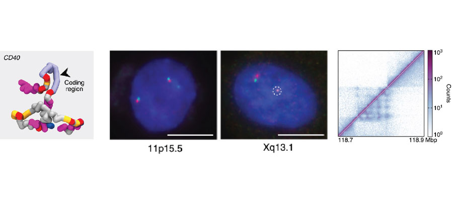 Understanding the 3D structure of gene promoters | IGC Graduate ...