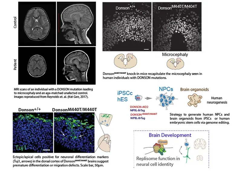 DNA replication in neurodevelopment | Institute of Genetics and Cancer ...