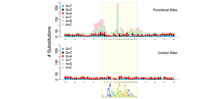 Colin Semple Research Group | Institute of Genetics and Cancer ...