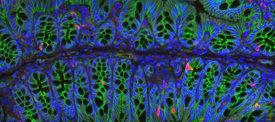 Research Areas | Institute of Genetics and Cancer Research Areas | Institute of Genetics and Cancer