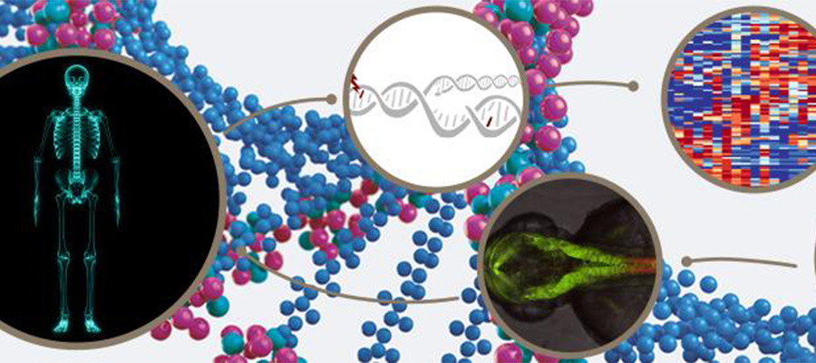MRC Human Genetics Unit | Institute of Genetics and Cancer | Institute ...