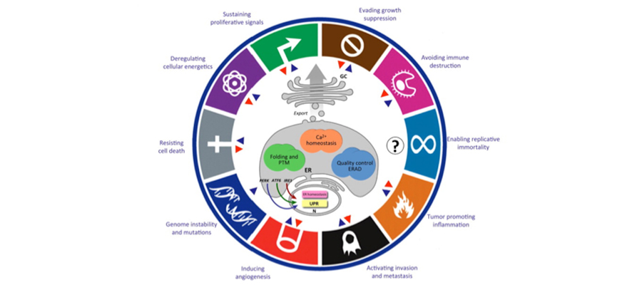 Ted Hupp Research Group | Institute of Genetics and Cancer | Institute ...