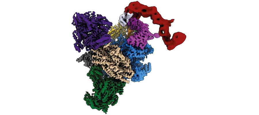 Tom Deegan Research Group | Institute of Genetics and Cancer ...