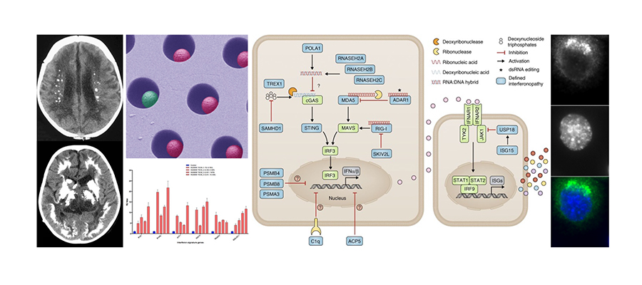 Yanick Crow Research Group | Institute of Genetics and Cancer ...